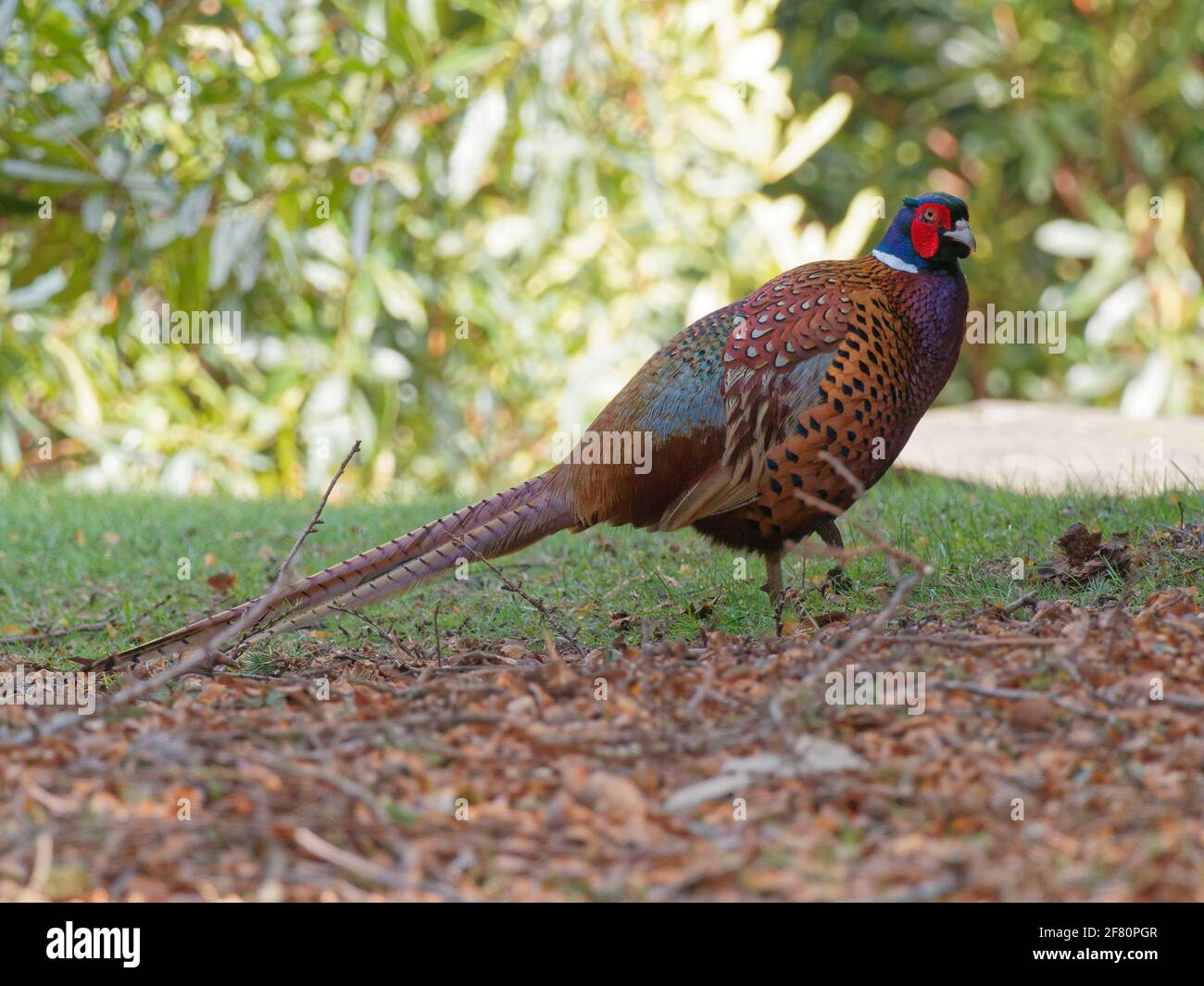 Pheasant funny hi-res stock photography and images - Alamy