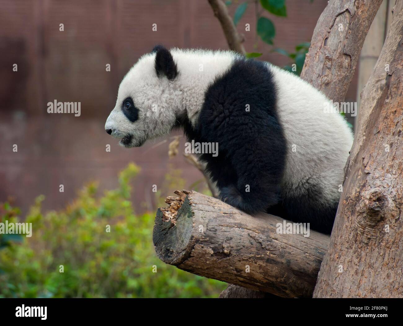 Young panda bear Stock Photo - Alamy