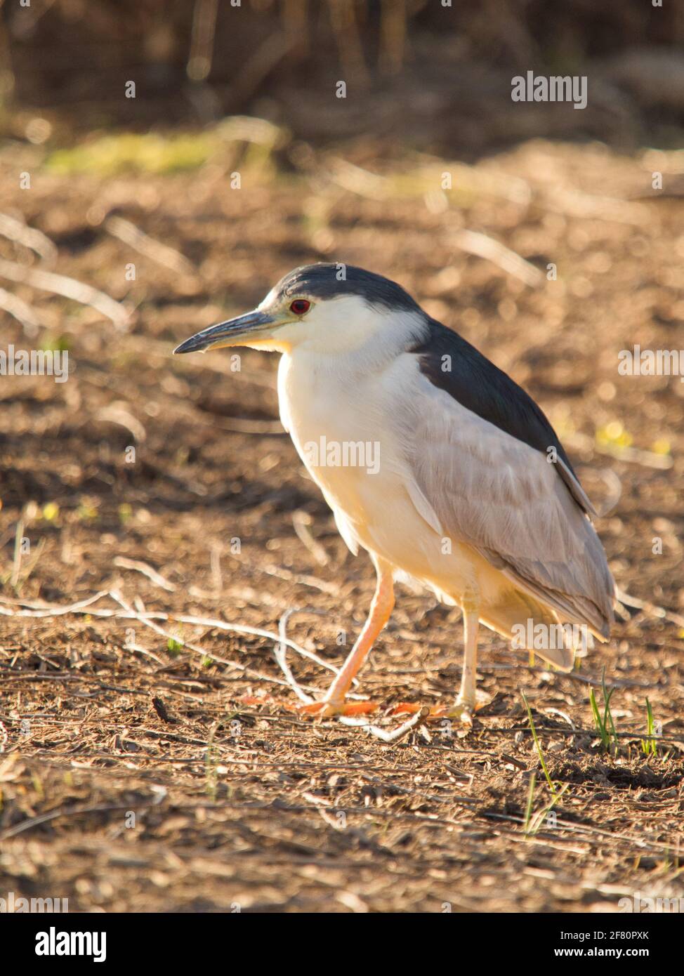 Portrait of a beautiful white chested bird standing on the ground Stock ...