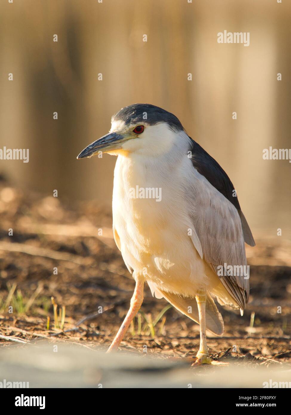 Portrait of a beautiful white chested bird standing on the ground Stock ...