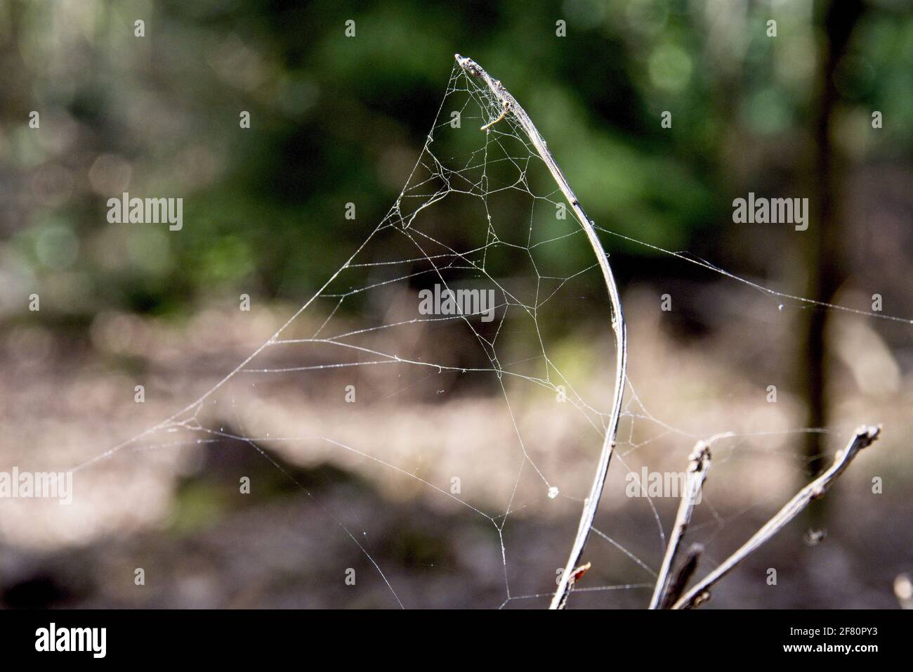Spider web on tree branches Stock Photo - Alamy