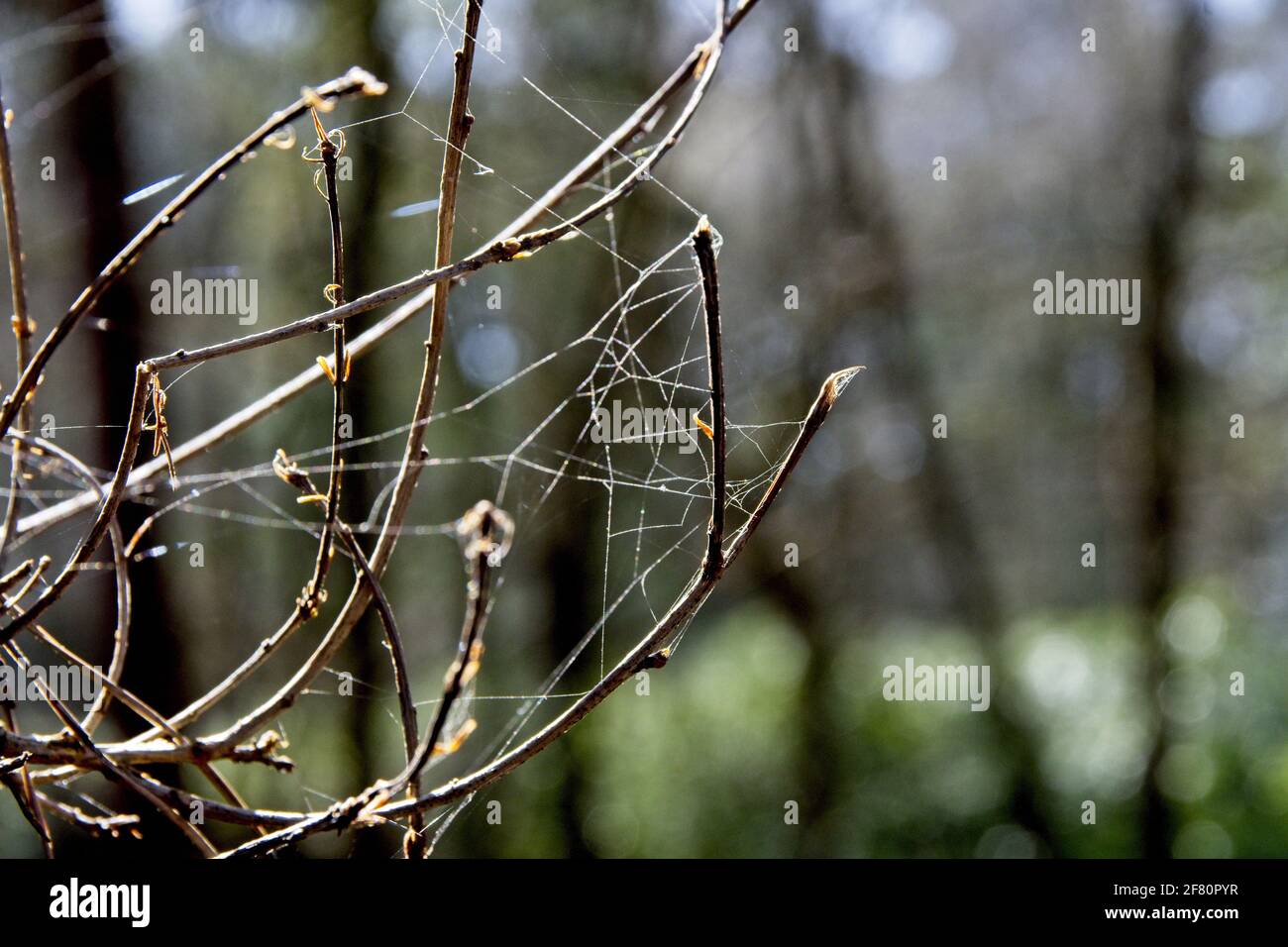 Spider web on tree branches Stock Photo - Alamy