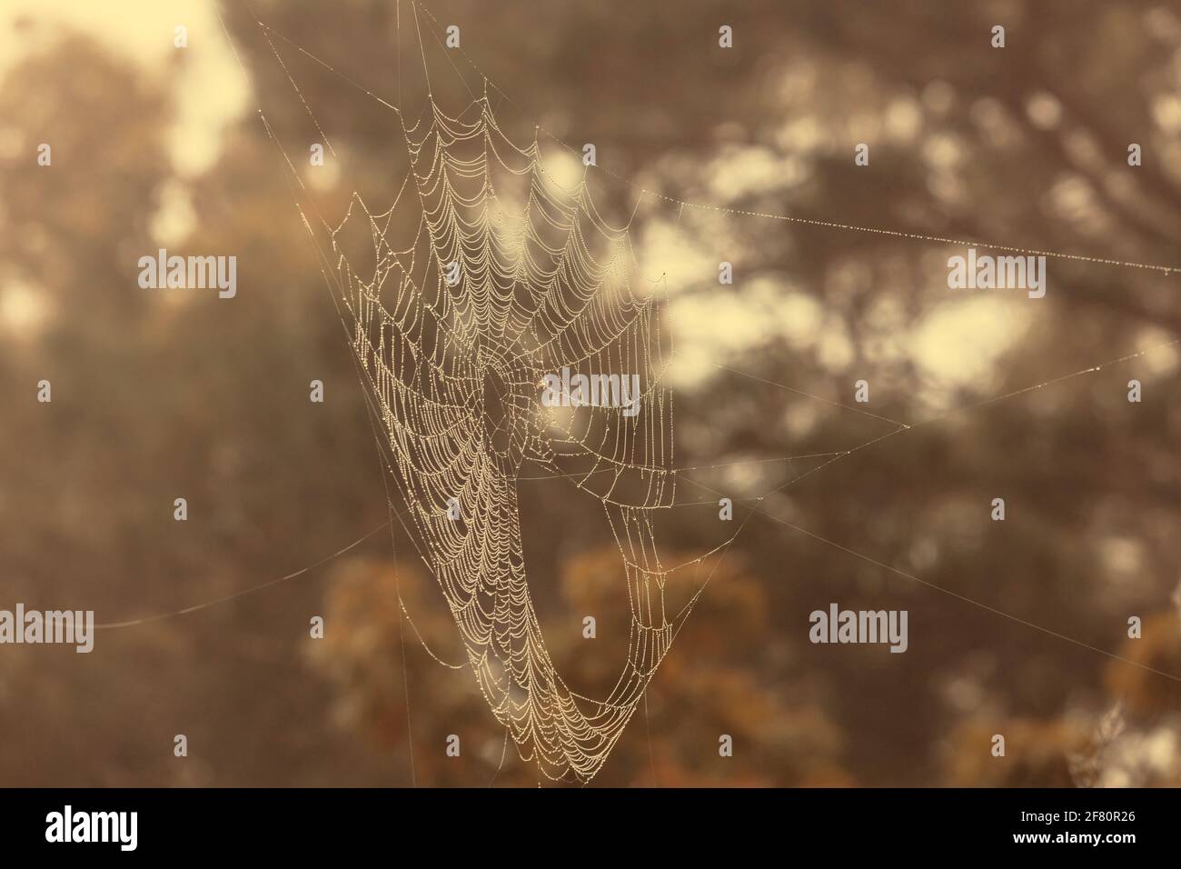 A large spiderweb hanging from a tree in the outdoors with water drops ...