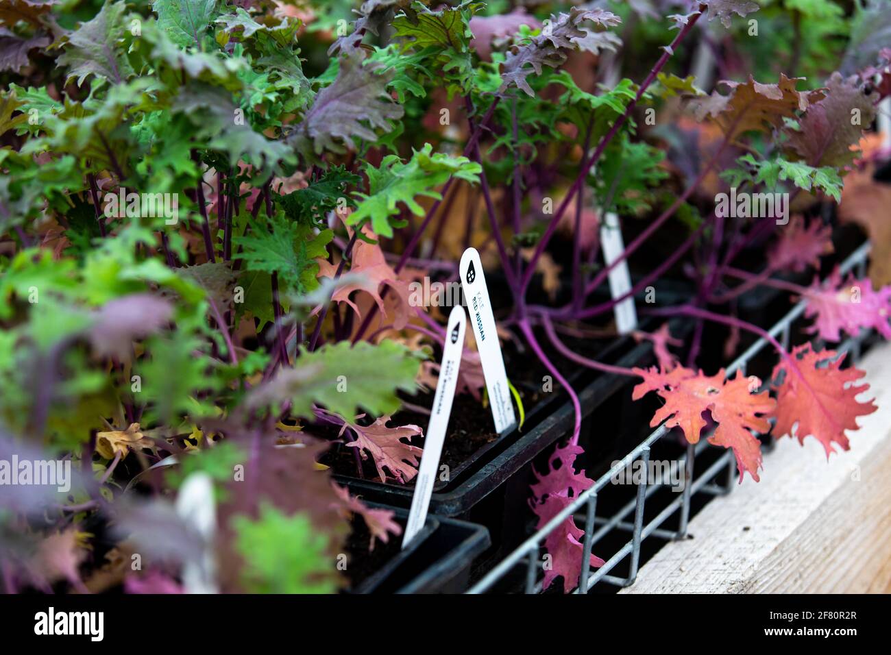 red purple and green kale in pots for sale with description Stock Photo ...