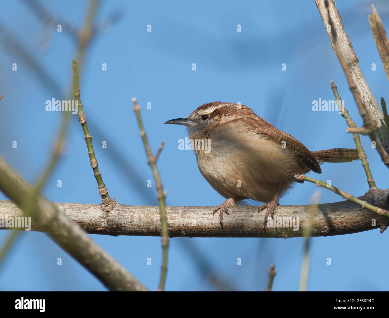 Closeup side view of an adorable Carolina wren bird (Thryothorus ...