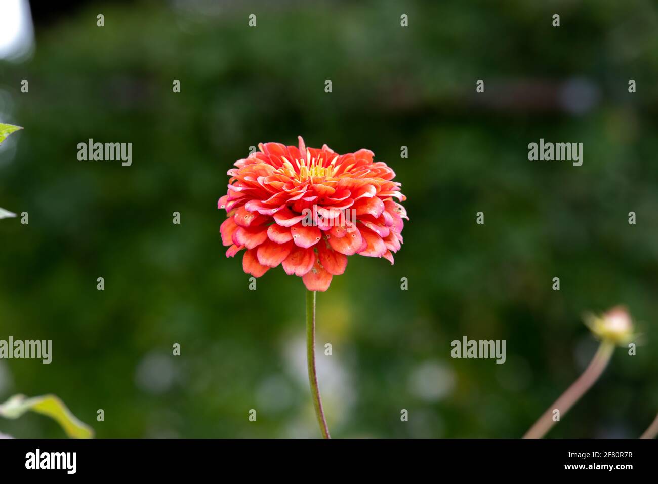 flower alone in the middle of a green garden in summer Stock Photo - Alamy
