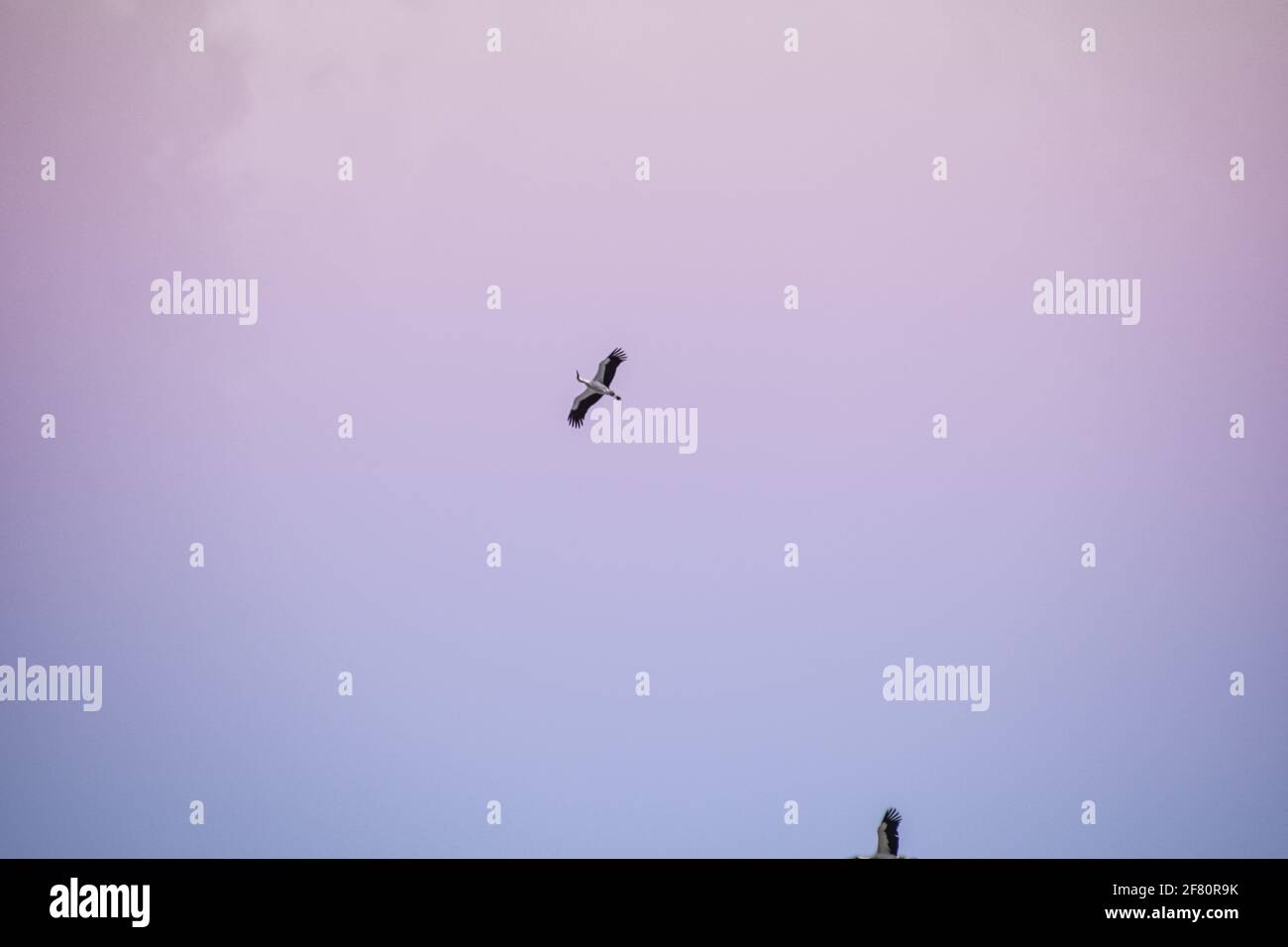 Stork flying on a pastel-colored background Stock Photo - Alamy