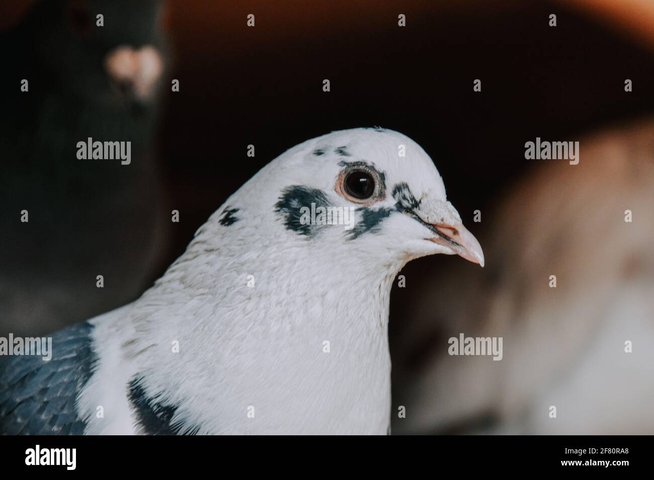 Head of a pigeon hi-res stock photography and images - Alamy