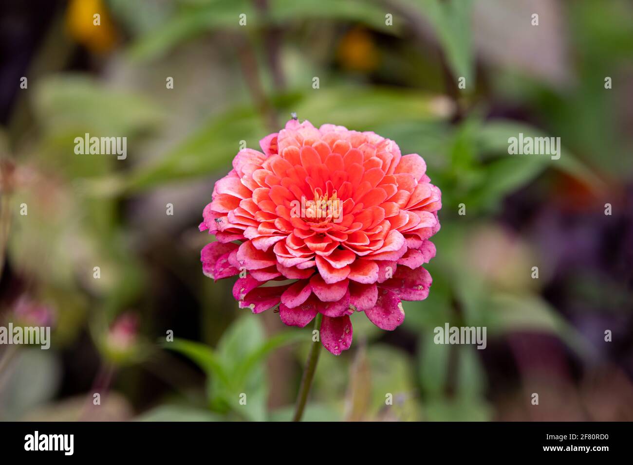 Bright red dahlia head in hi-res stock photography and images - Alamy