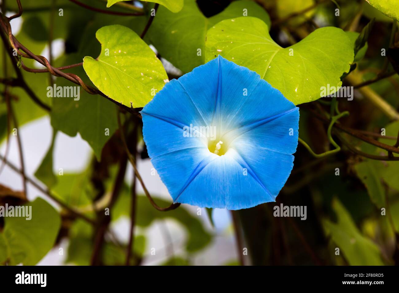 round geometric shape blue flower open with leaves in the background ...