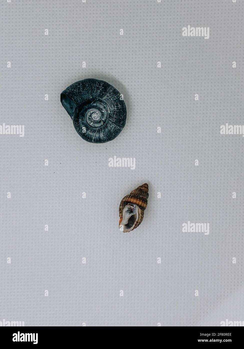 Vertical shot of two seashells isolated on a grey background Stock ...