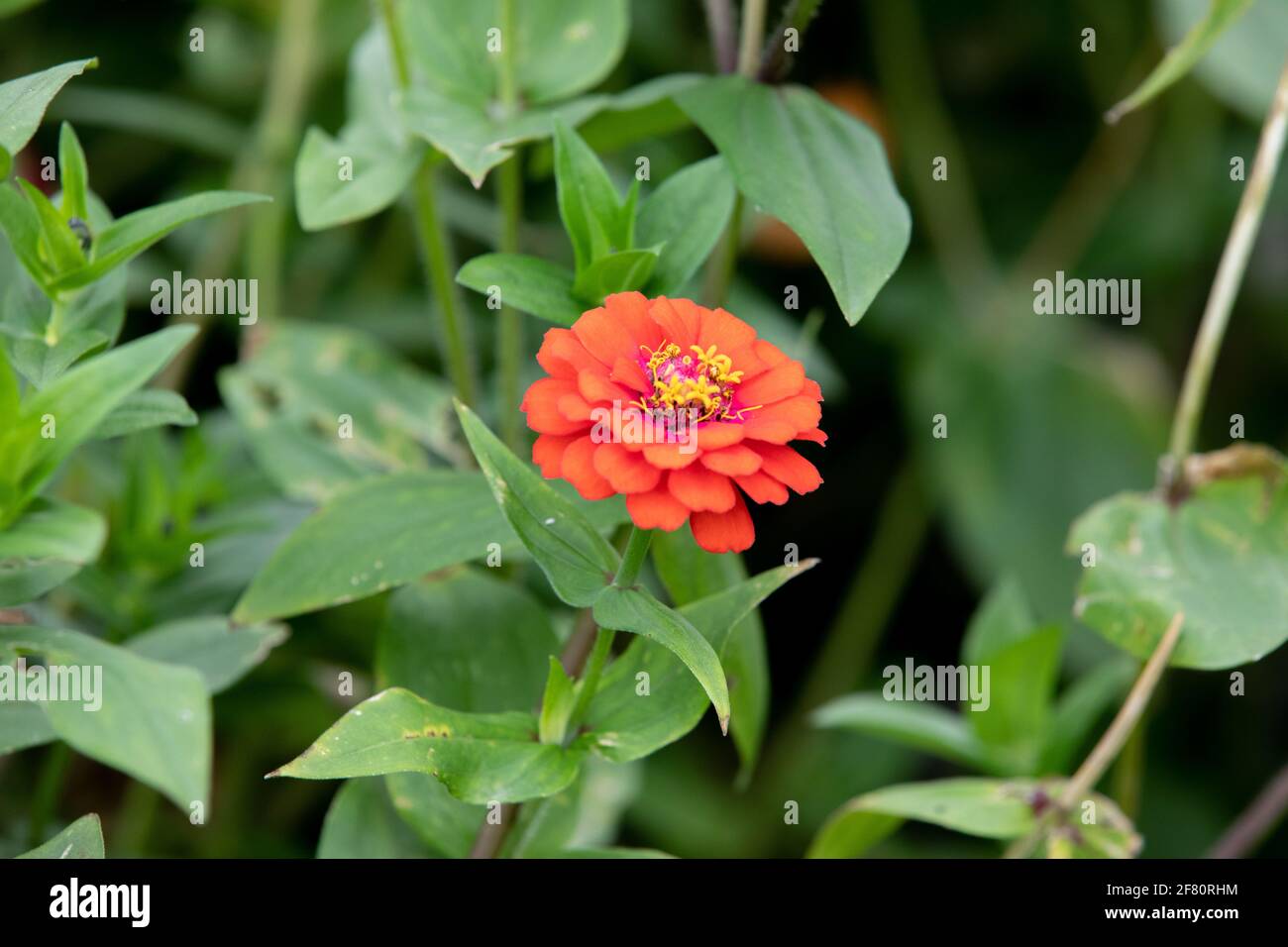 Flower alone hi-res stock photography and images - Alamy
