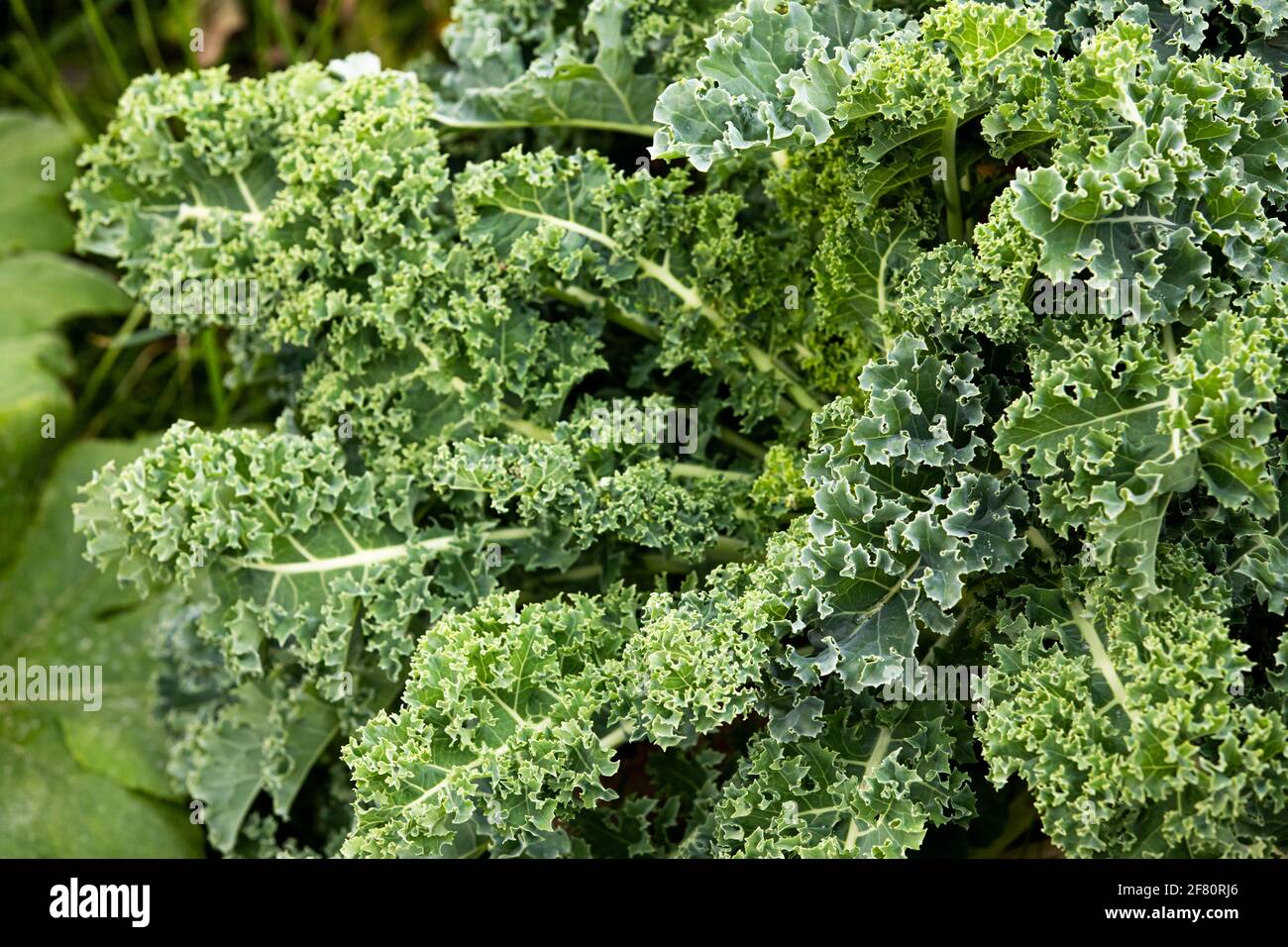 big kale leaves green monochromatic photo Stock Photo - Alamy