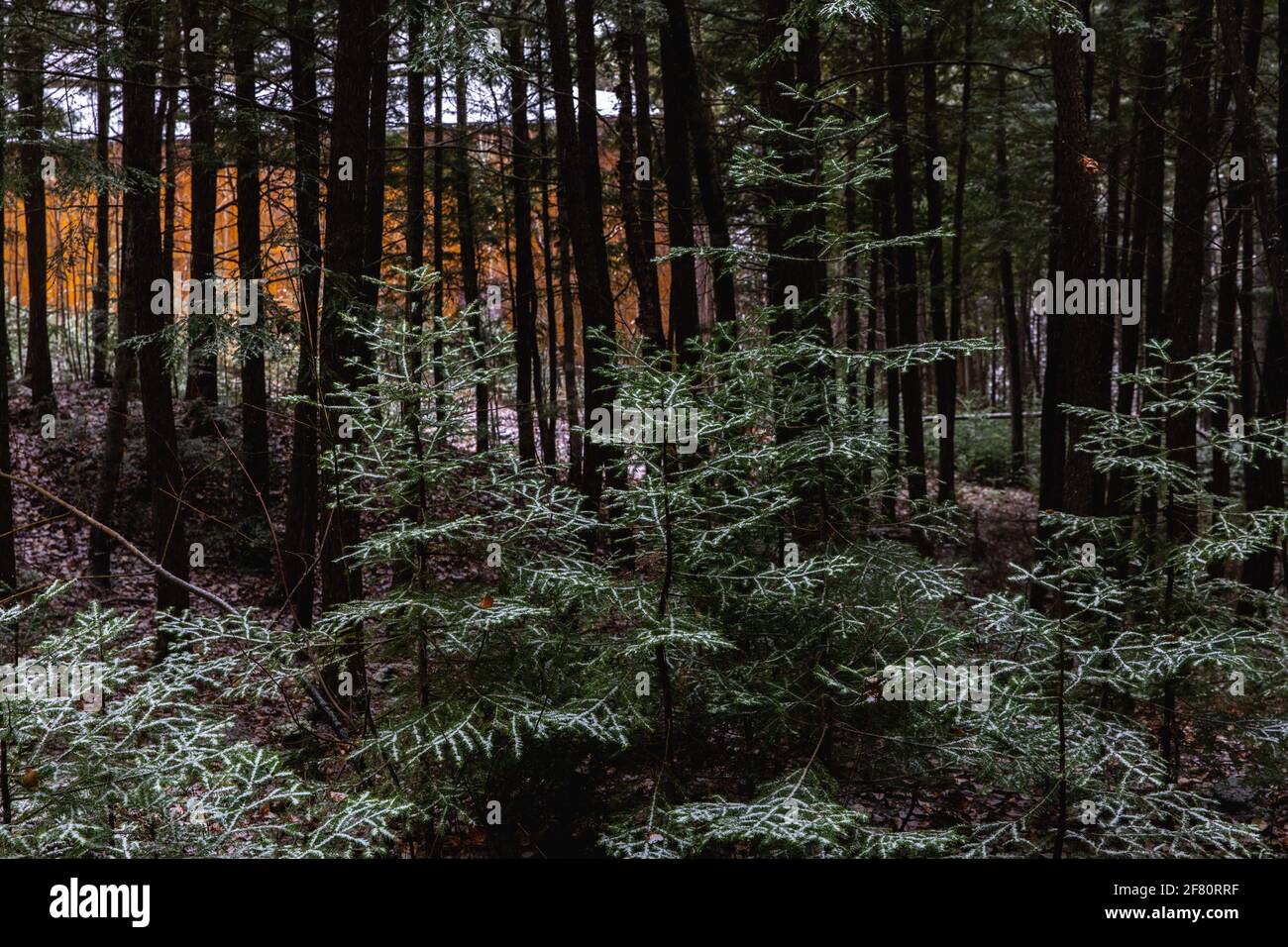 Thin snow layer hi-res stock photography and images - Alamy