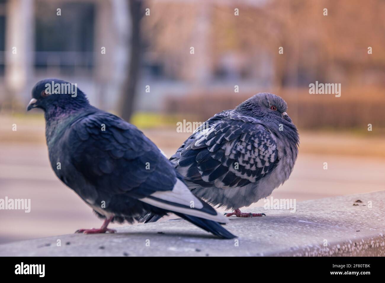 Pigeons perched on stone building hi-res stock photography and images ...