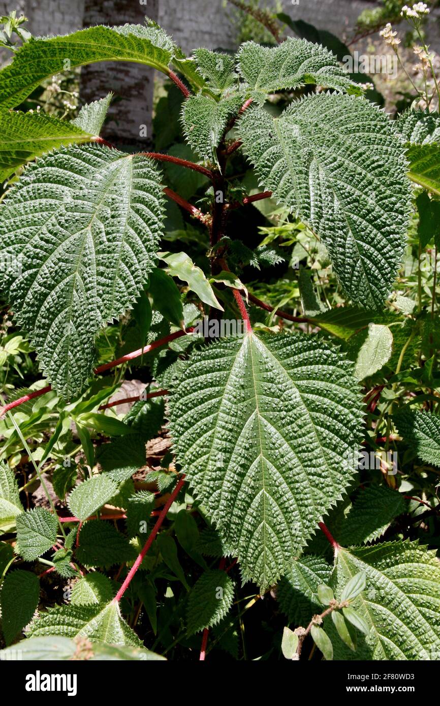 salvador, bahia / brazil - october 6, 2013: tiredness plant. The plant ...