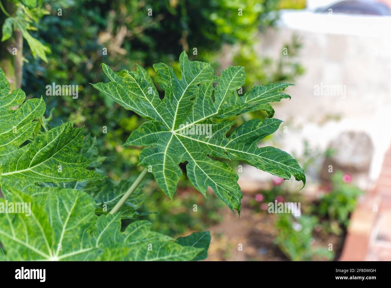 Nice green leaf hi-res stock photography and images - Alamy