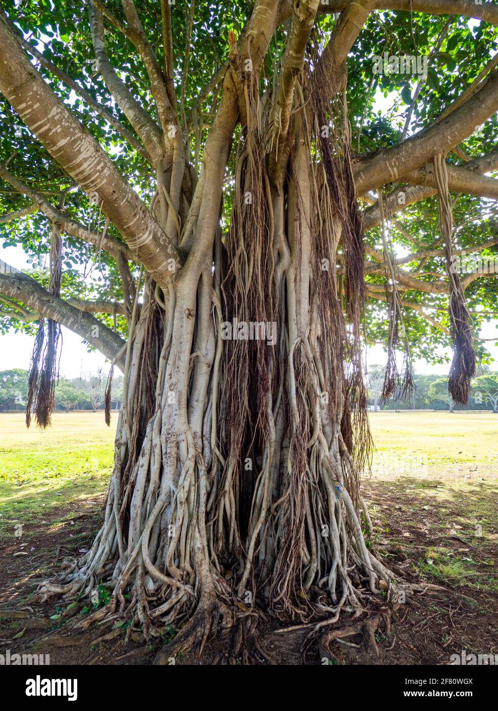 Tree root texture hi-res stock photography and images - Alamy