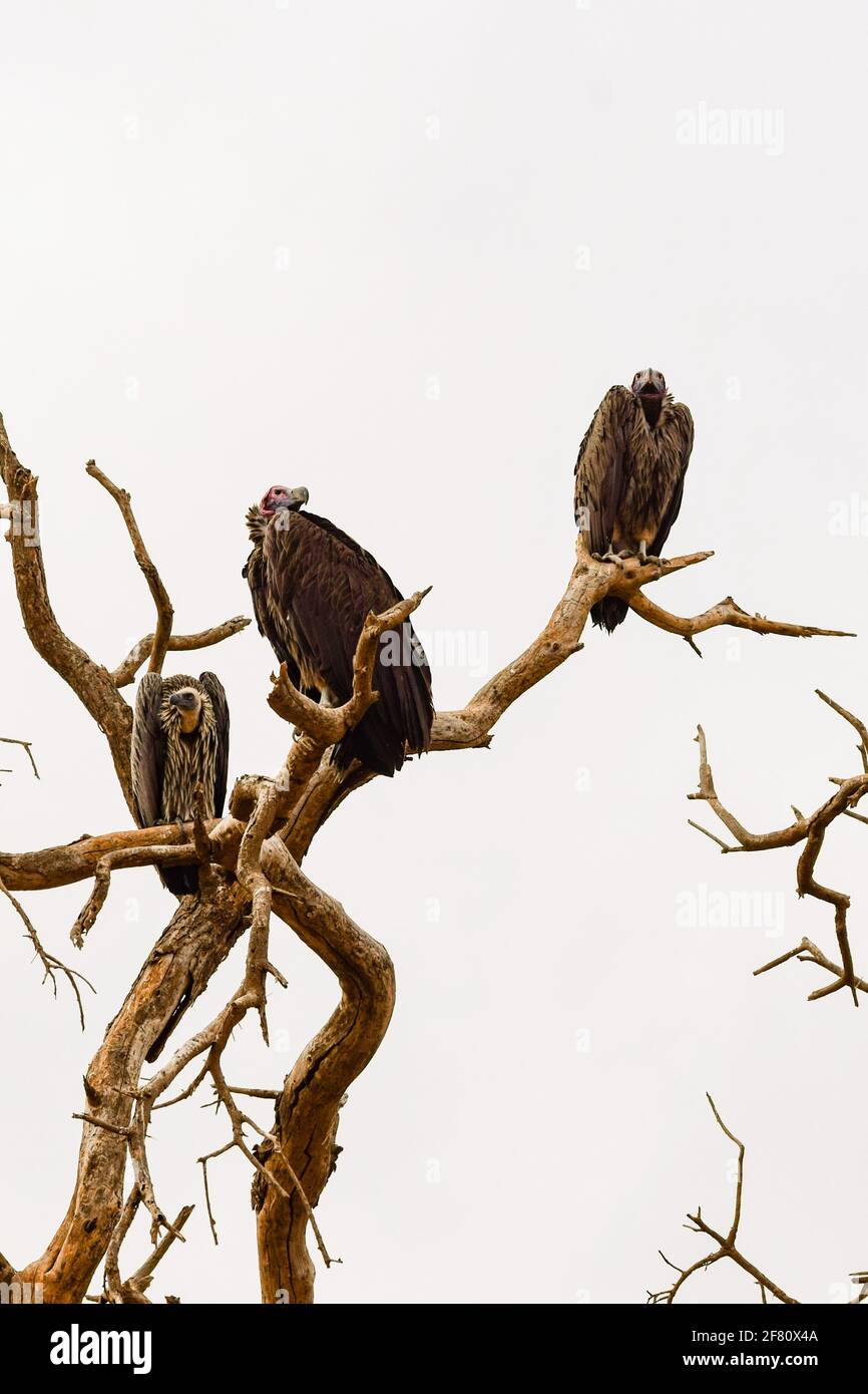 group of vultures on a tree Stock Photo - Alamy