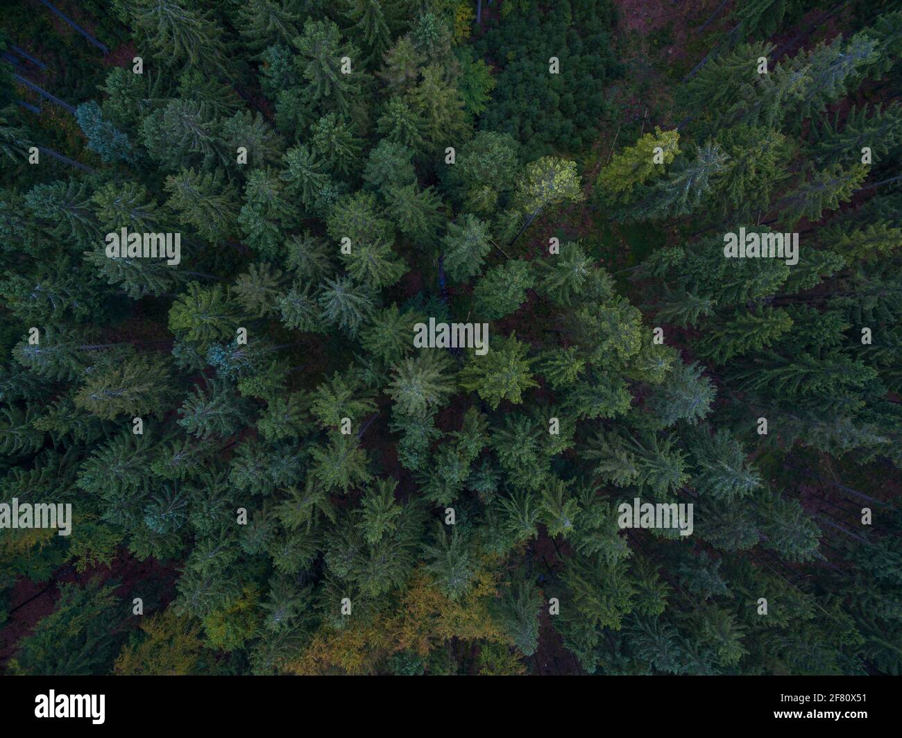 Top down shot of a colorful german forest in the mountain Taunus at ...