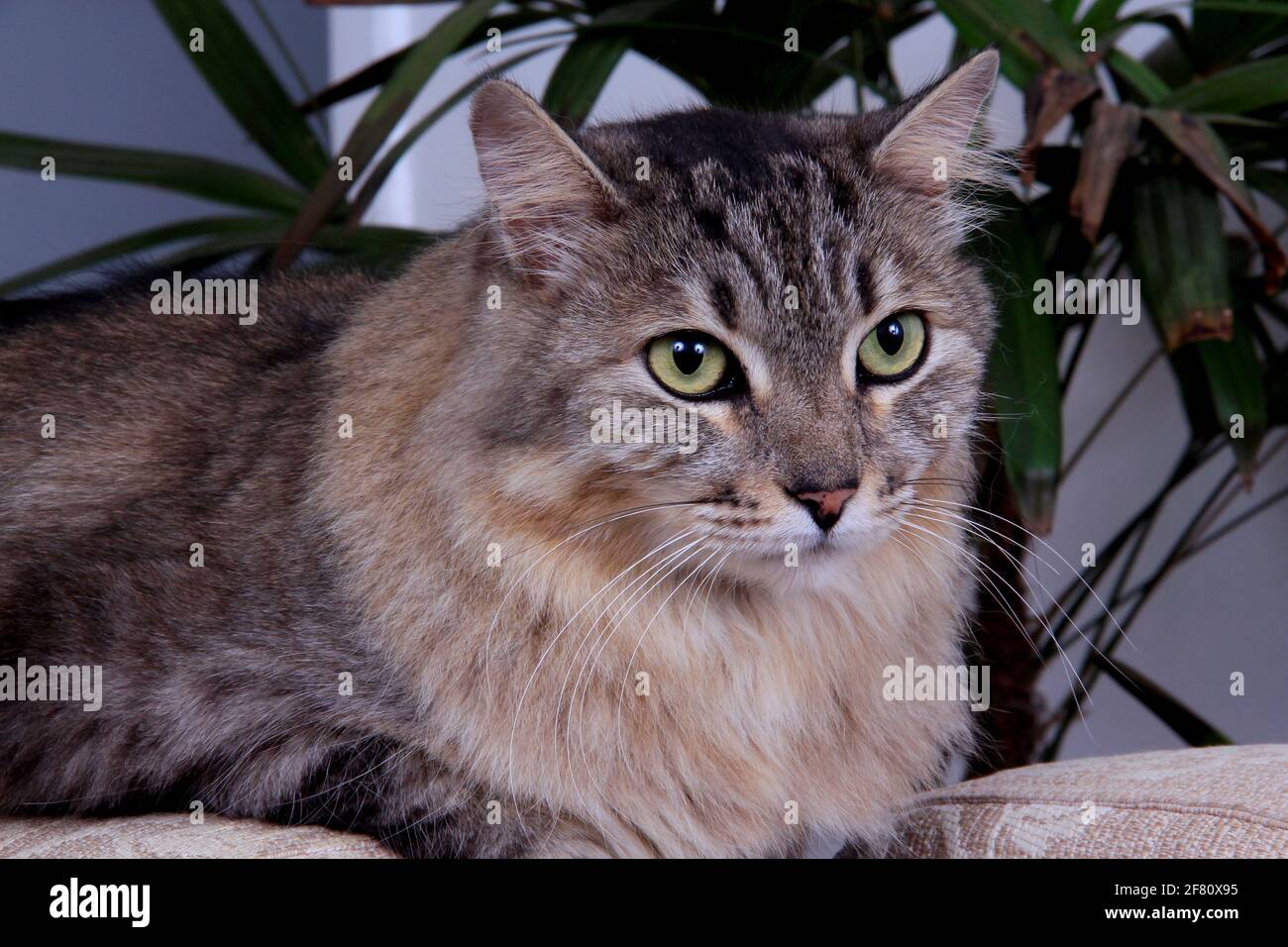 salvador, bahia / brazil - november 2, 2013: cat, pet is seen in ...