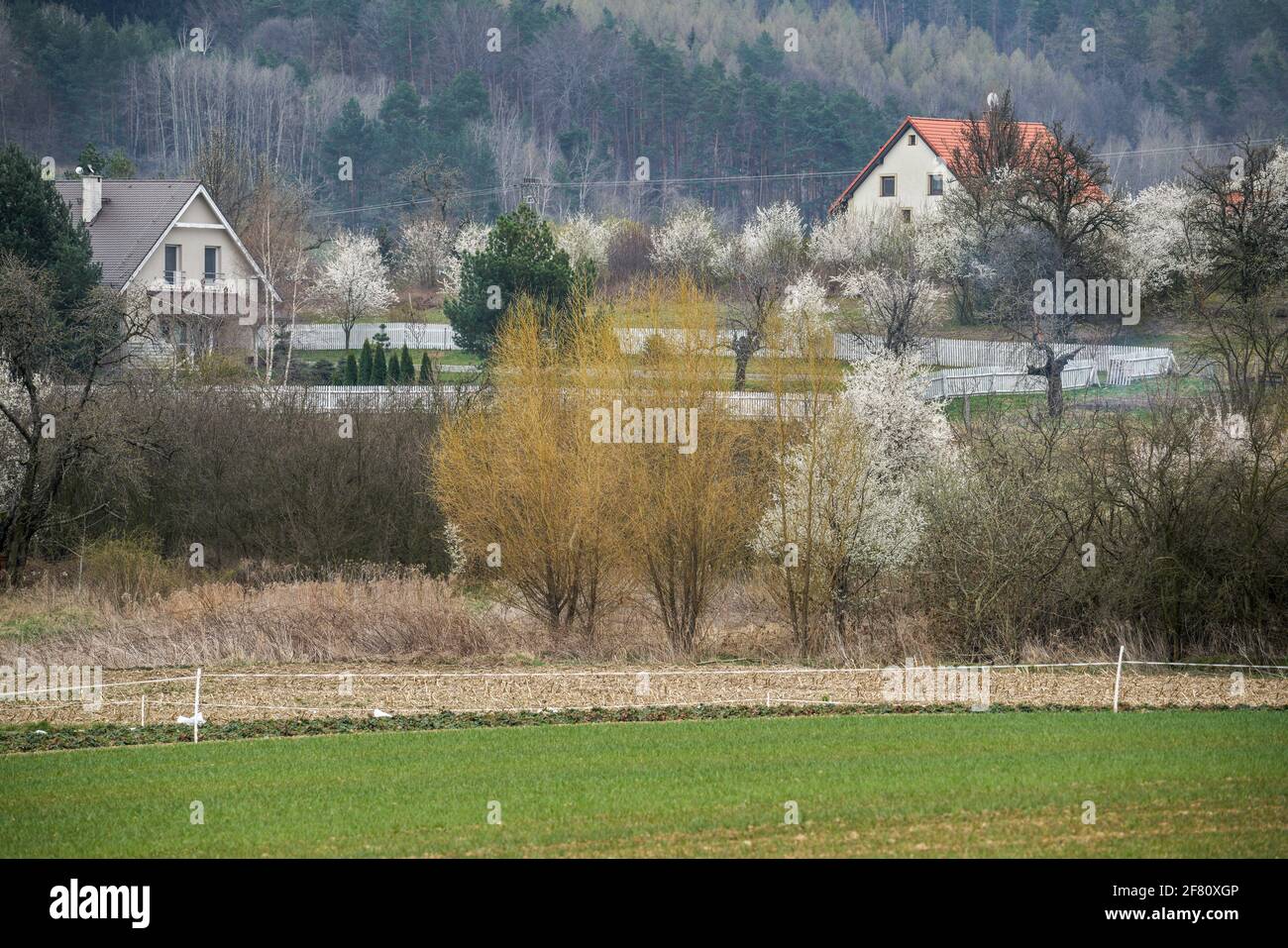 Early spring rural lower silesian landscape with blooming trees and ...