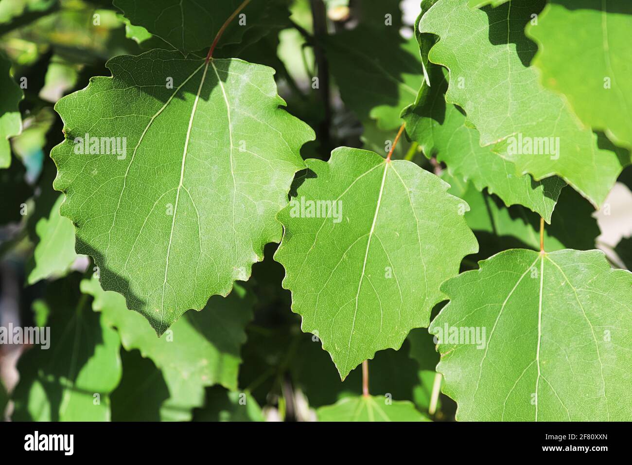 Closeup of the leaves on a swedish columnar aspen Stock Photo - Alamy