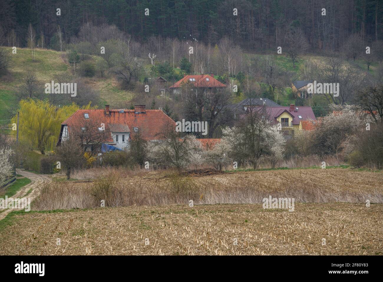 Early spring rural lower silesian landscape with blooming trees and ...