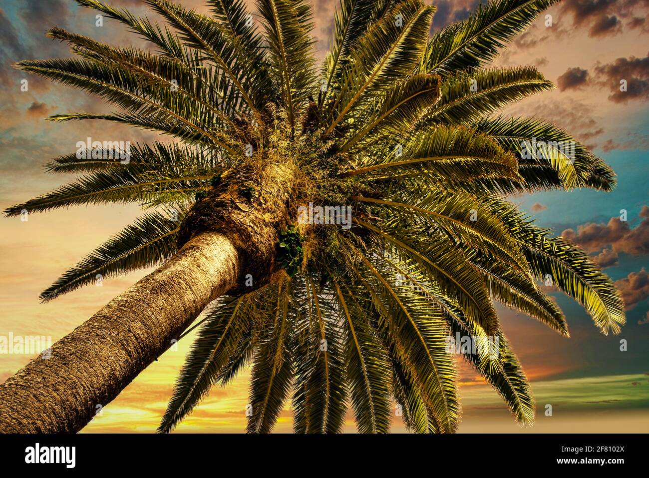 Tilted palm tree on sunset sky background, Portugal Stock Photo - Alamy
