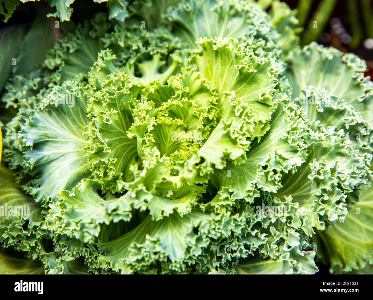close point of view of a large rounded shape kale plant growing under ...