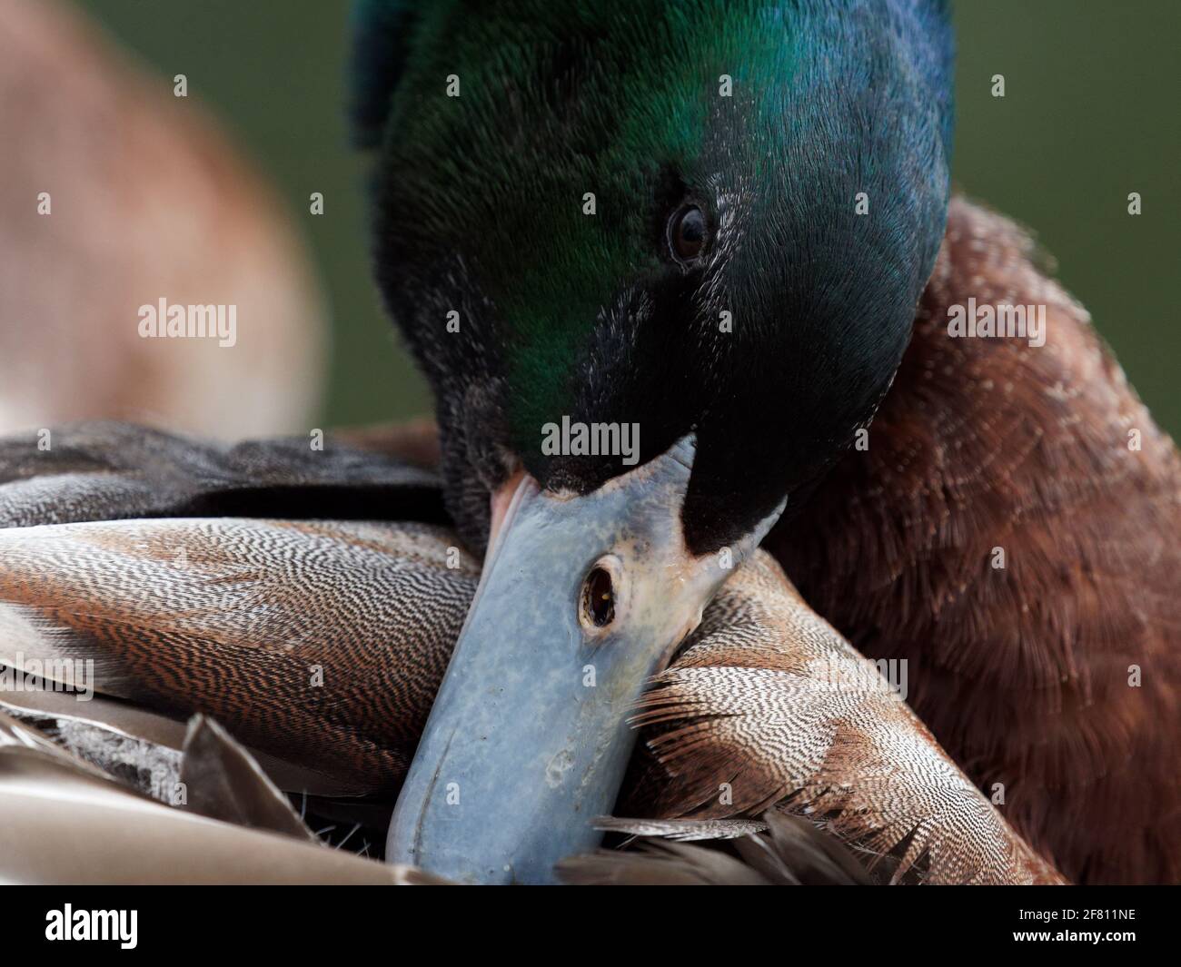 A male drake mallard duck (Anas platyrhynchos) preening its feathers at ...