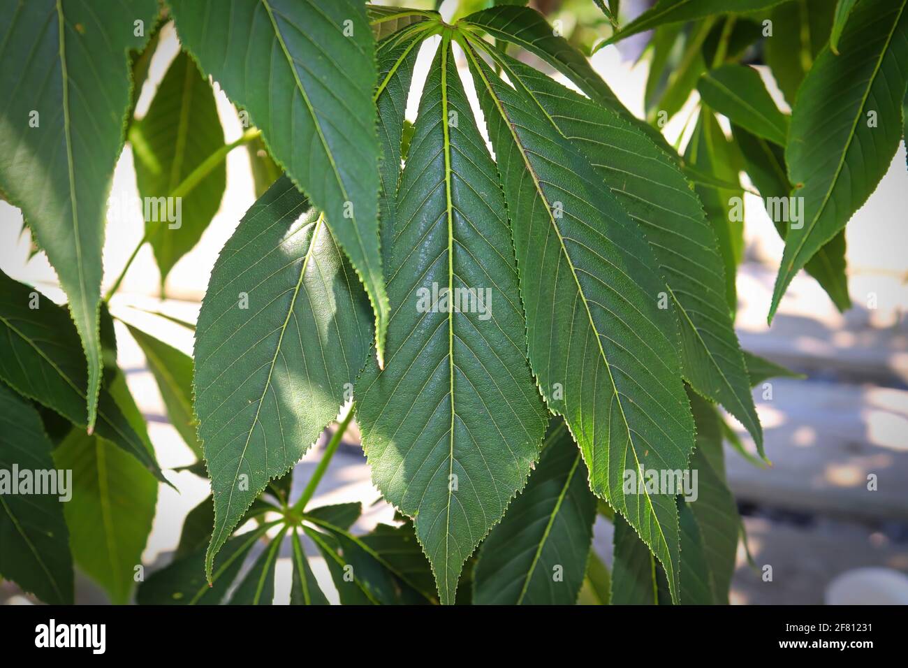 Buckeye tree hi-res stock photography and images - Alamy