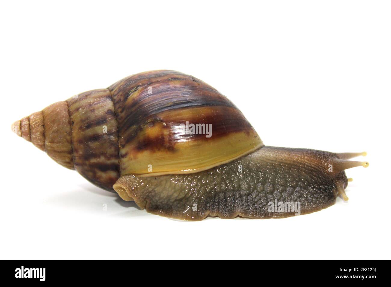 Giant African Land Snails Cut Out Stock Images & Pictures - Alamy