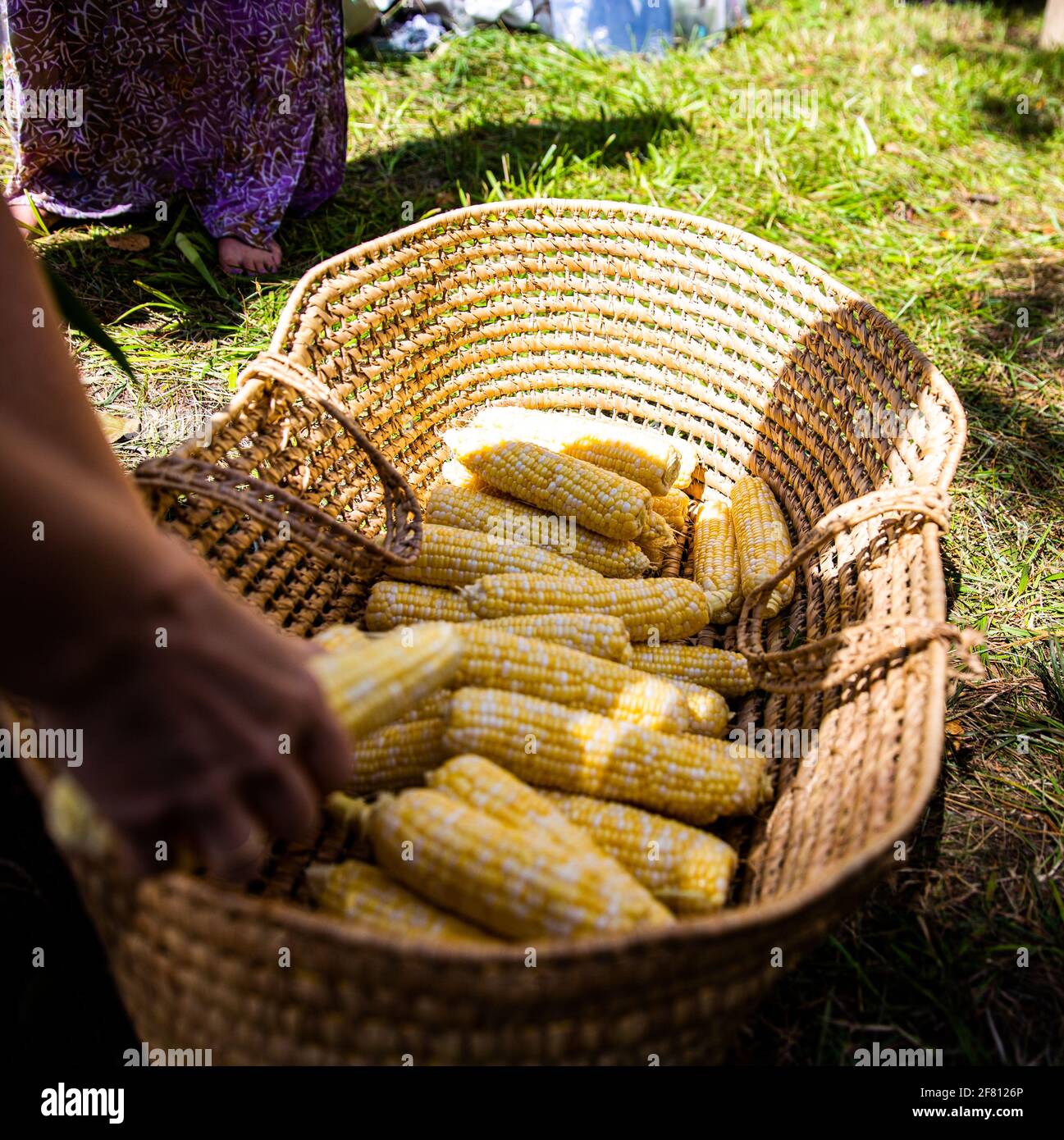 Ripe corn in basket hi-res stock photography and images - Alamy