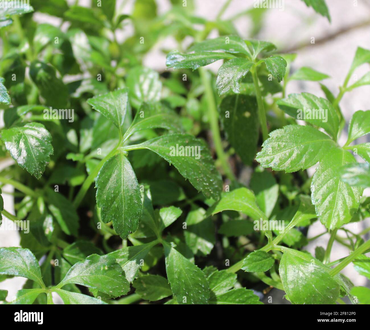 healthy jiaogulan in the garden Stock Photo - Alamy
