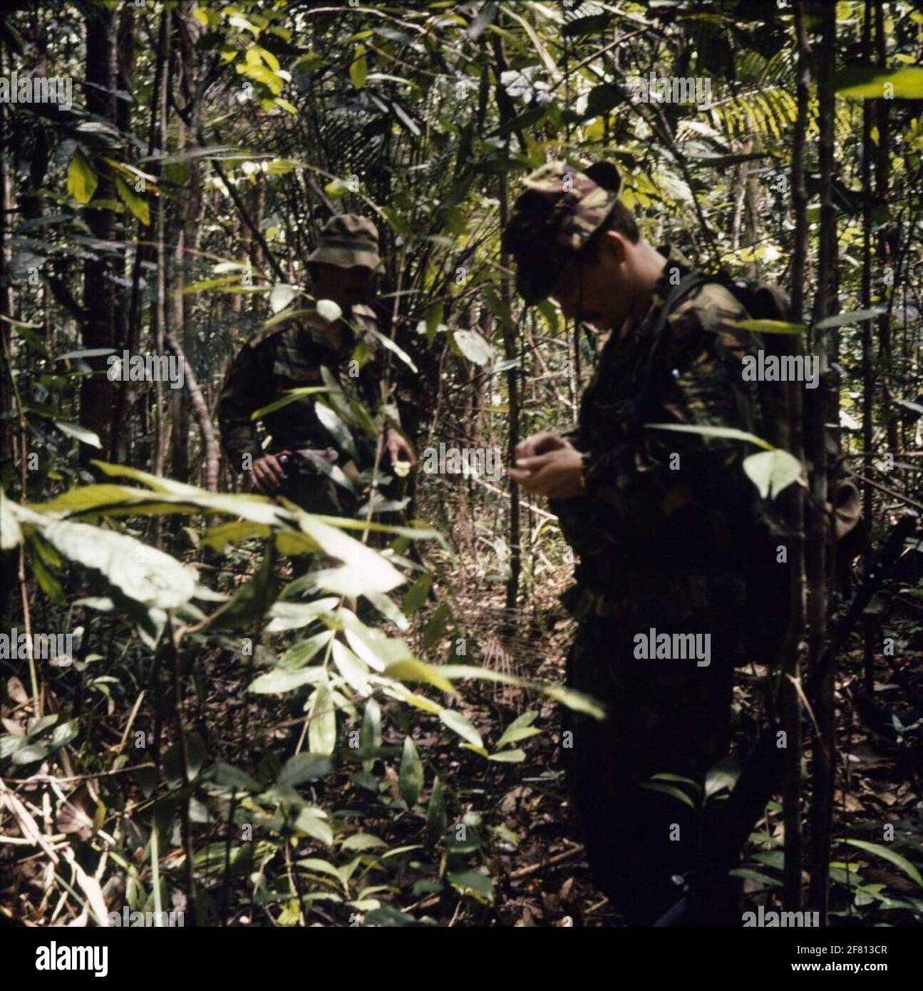 Marines during an exercise in the jungle Stock Photo - Alamy