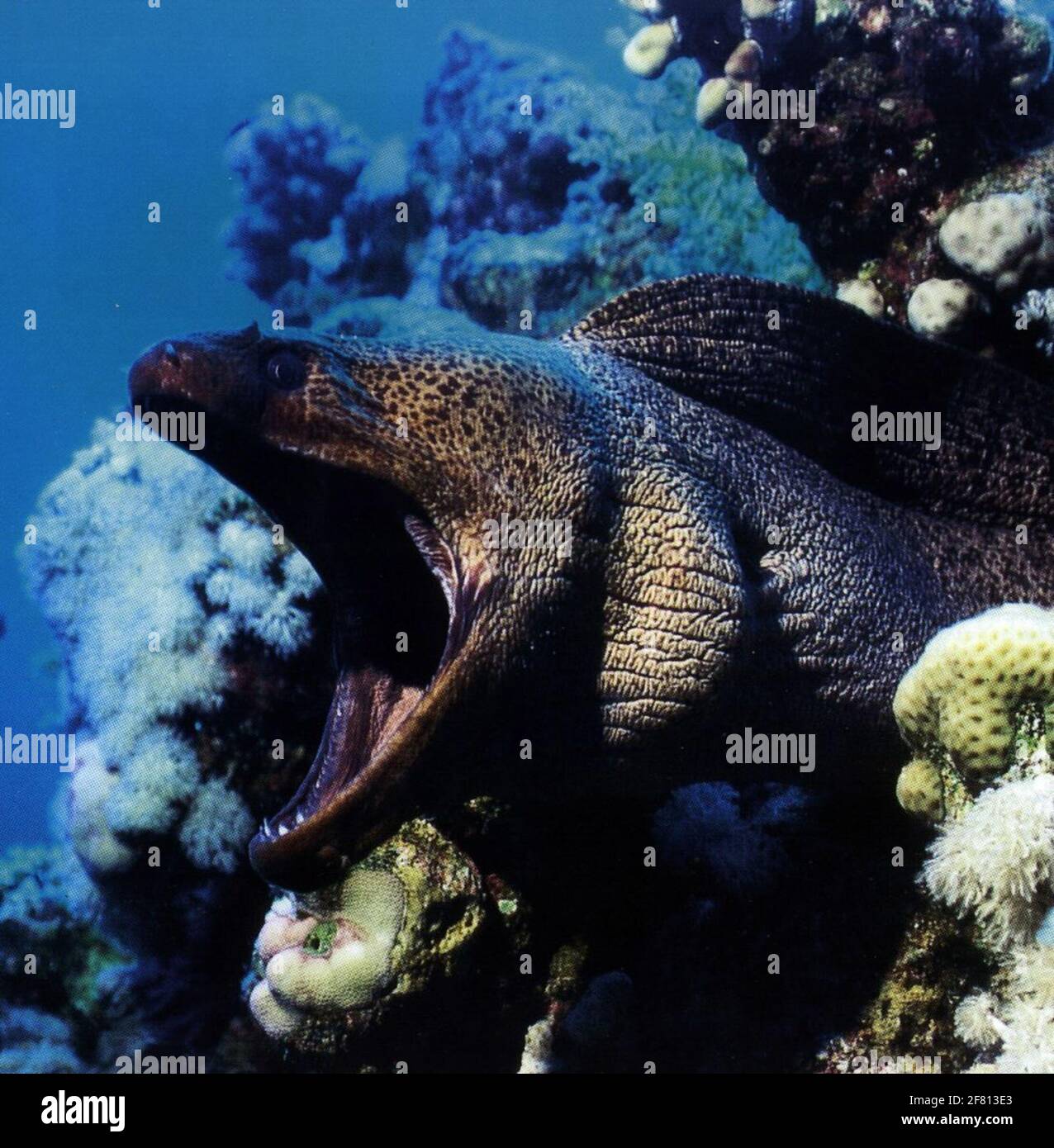 Murene hi-res stock photography and images - Alamy