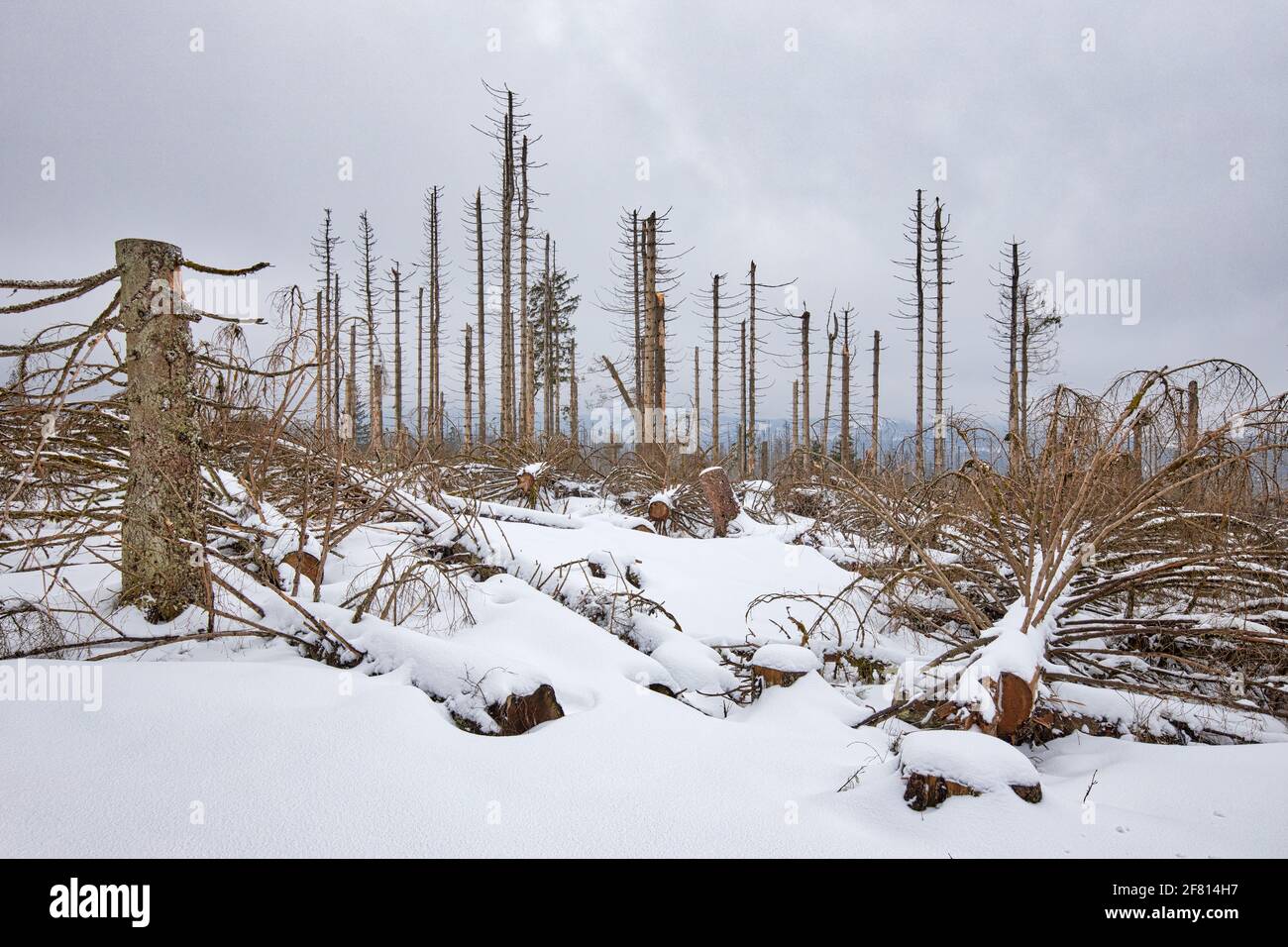 Toter wald im nationalpark harz hi-res stock photography and images - Alamy