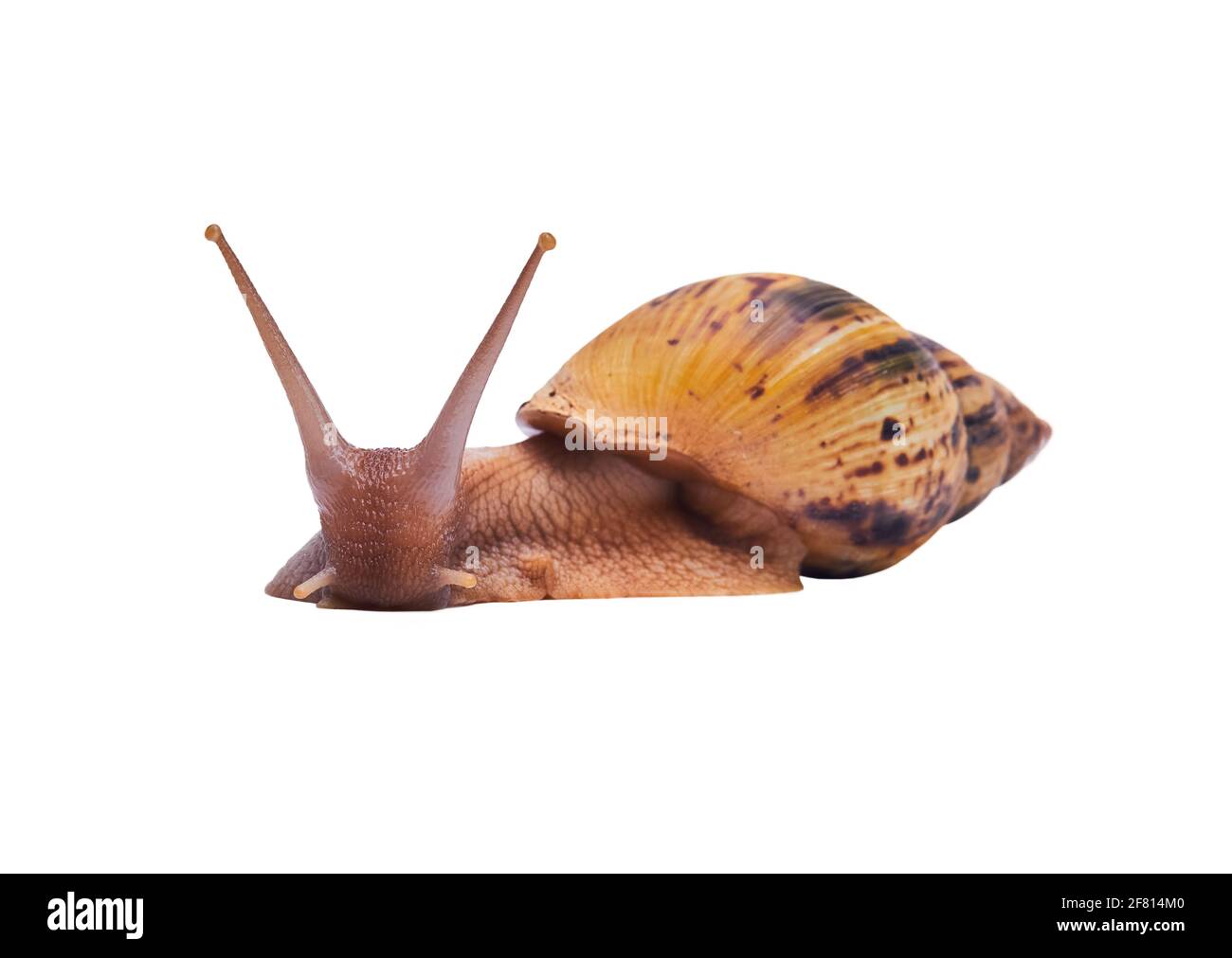 Crawling Live Snail Achatina Isolated On White Background Looking At