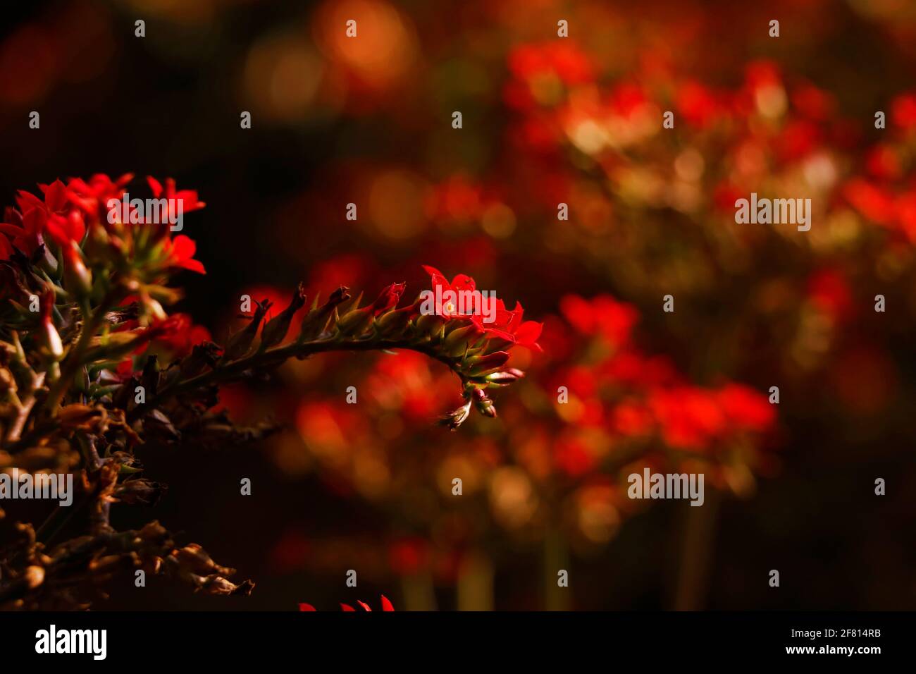 wild red flower in close up with blur background Stock Photo - Alamy