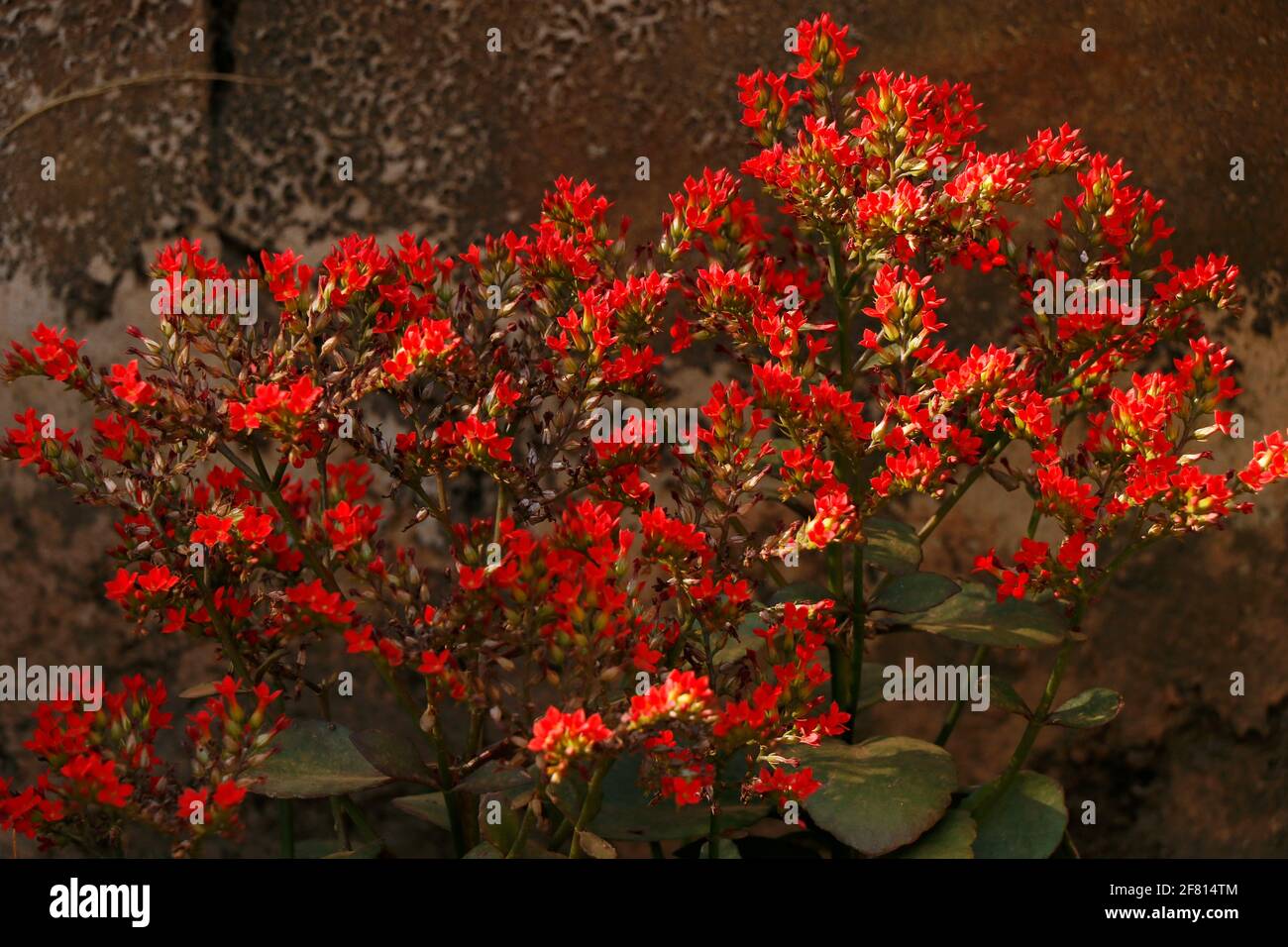 wild red flower in close up from western ghats in kerala Stock Photo ...