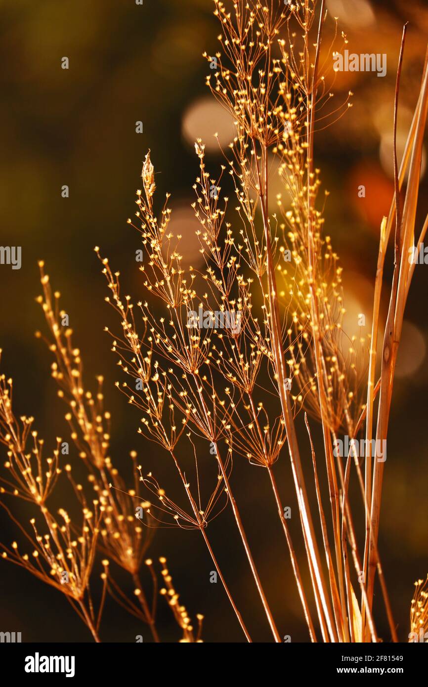 golden dry grass in close up with blur background Stock Photo - Alamy