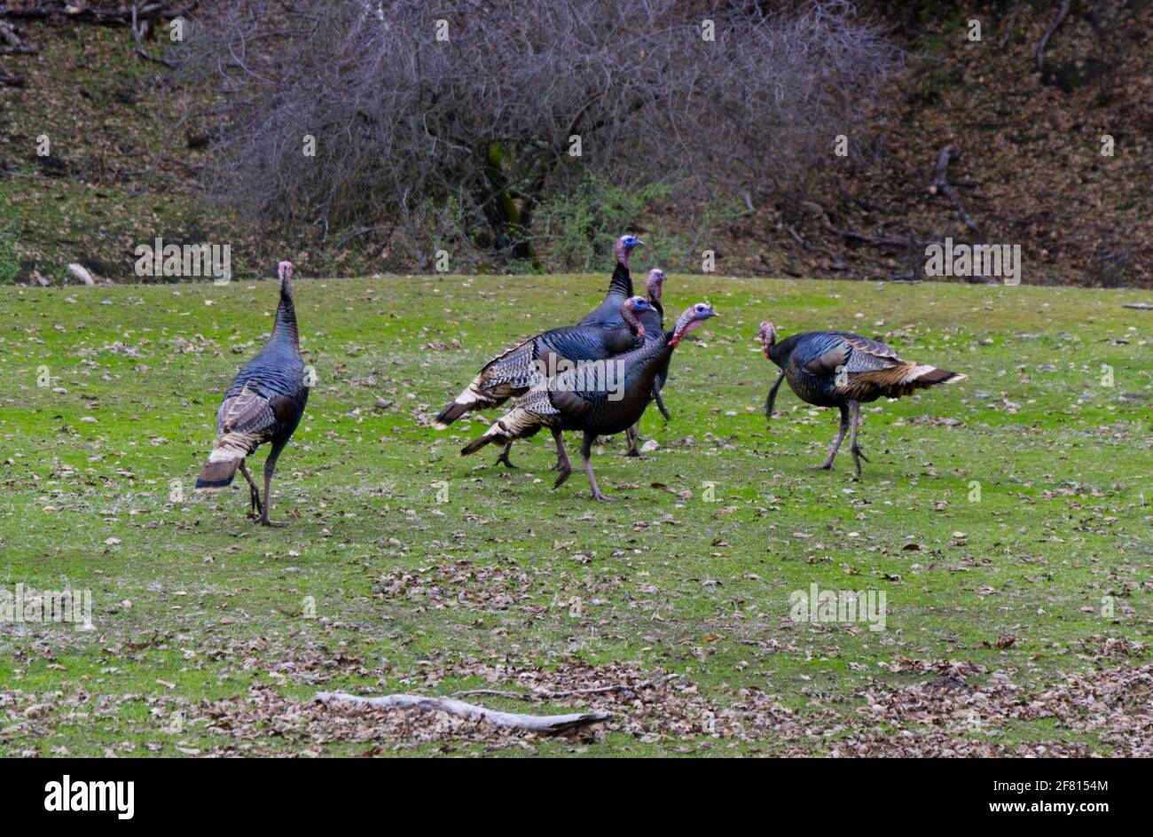 Turkey Gathering in Central California Stock Photo - Alamy