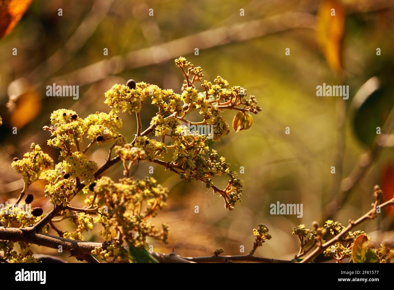 wild yellow flower in close up from western ghats in kerala Stock Photo ...