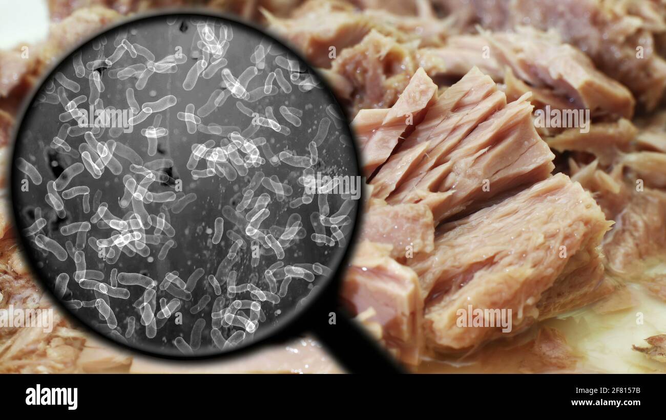 Searching for bacteria in tuna fish Stock Photo - Alamy
