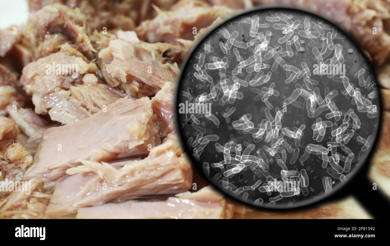 Searching for bacteria in tuna fish Stock Photo - Alamy