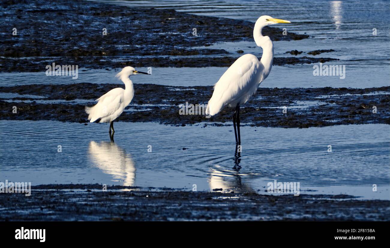Egrets california hi-res stock photography and images - Alamy