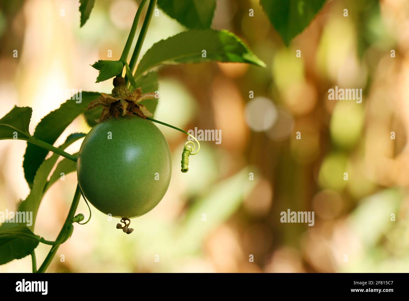 green young passion fruit on a vine Stock Photo - Alamy