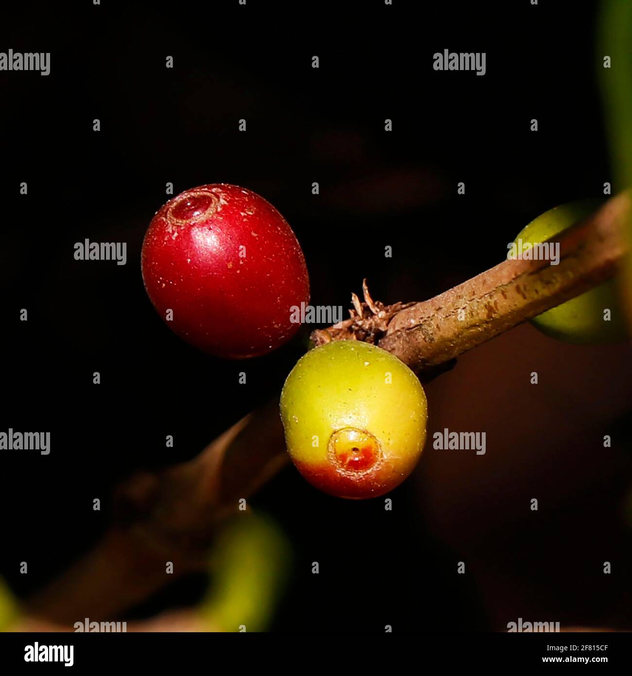 fresh ripe and green coffee bean on a branch Stock Photo - Alamy