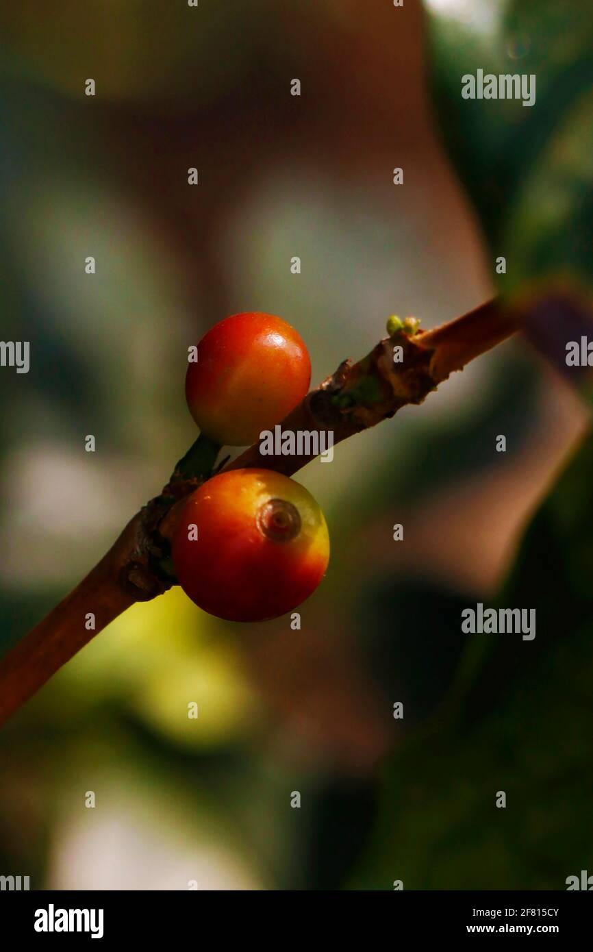 fresh ripe and green coffee bean on a branch Stock Photo - Alamy